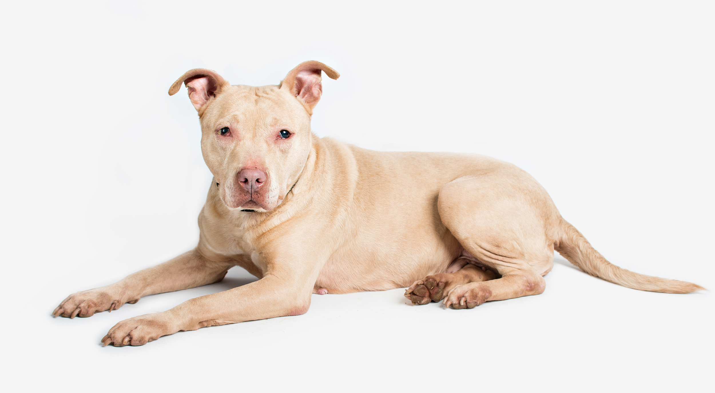 Apricot | Animal ID: 40039840 | Expressive Art Style – Loyal Pawtraits